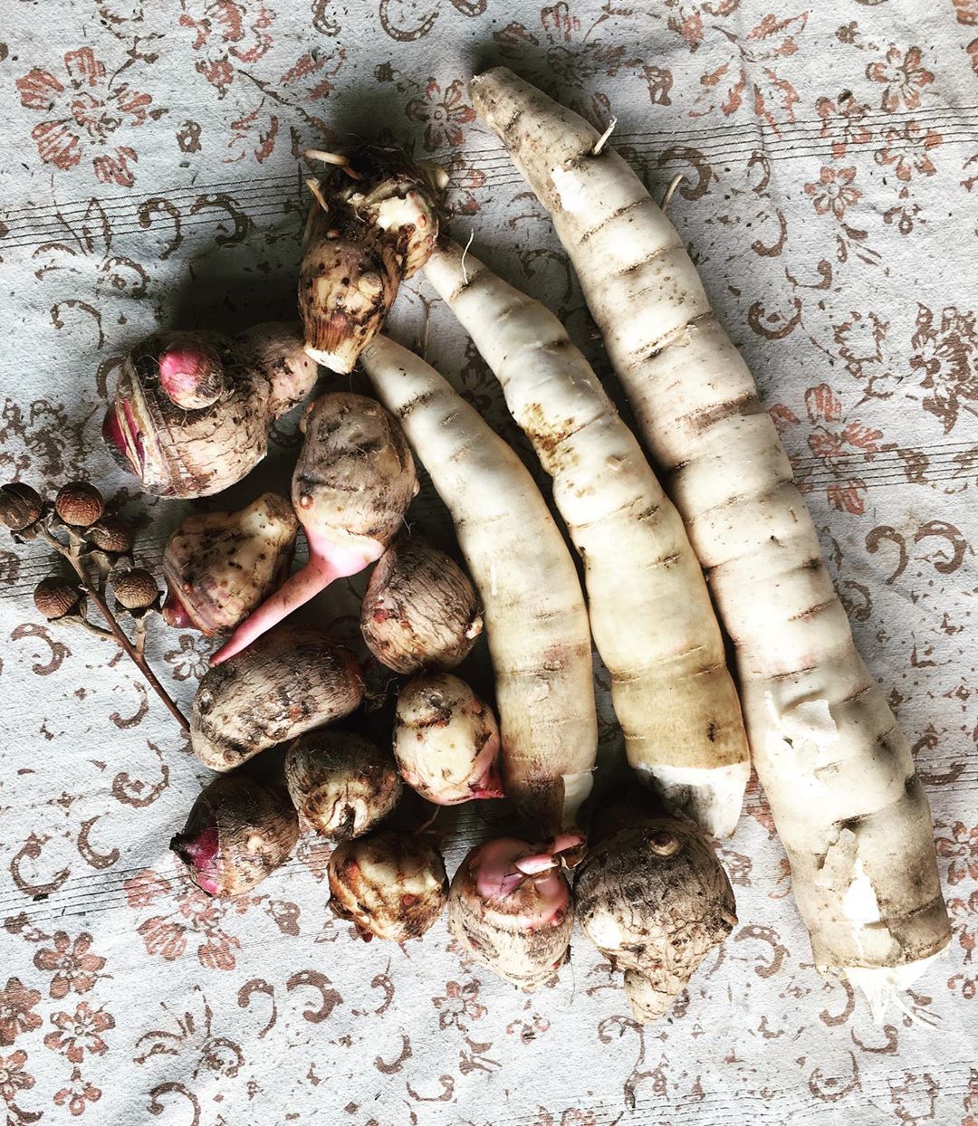 What is Cassava Root and What is it Normally Used for? - Talk Boba